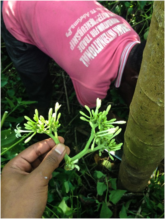 Medicinal Plant Collecting in Eastern Ghana – A Taste of the Future ...
